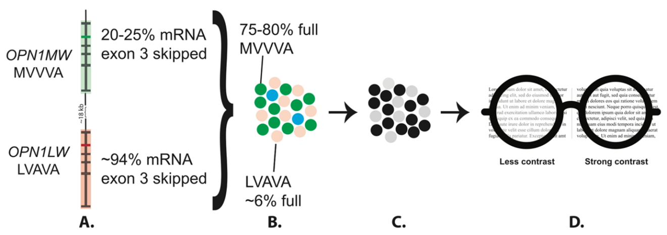 Next-Gen Spectacle Designs for Myopia Management: What We Know Now ...